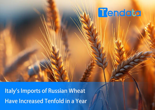 Italy's Imports of Russian Wheat Have Increased Tenfold in a Year
